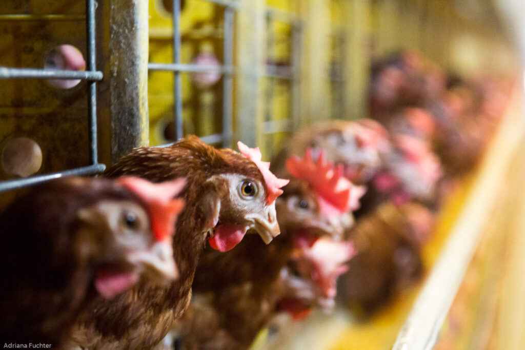 Da cria à postura, nutrição de galinhas poedeiras exige atenção ...