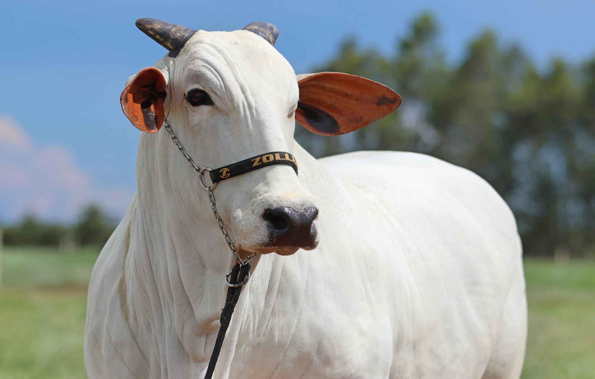 AgroZoller inicia o ano com leilão de animais Nelore e Nelore Mocho ...